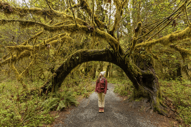 Exploring the Magical Hoh Rain Forest in Olympic National Park ...